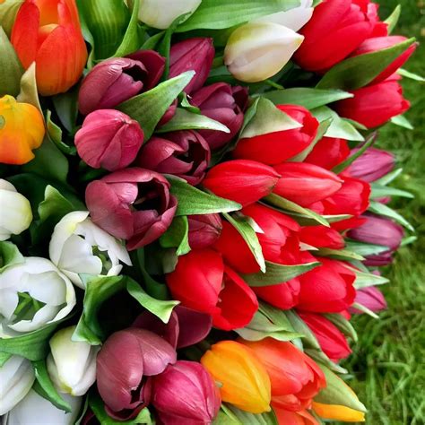 Гелеві тюльпани В Декоративні квіти преміум класу Facebook