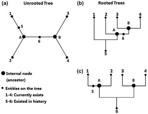 How To Identify And Interpret Evolutionary Tree Diagrams A Report From Our BEAST Biology