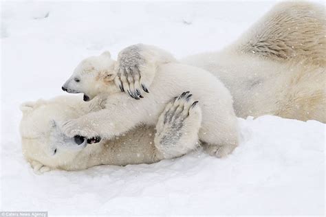 Adorable Polar Bear Cub Plays With Mother In Finland Daily Mail Online