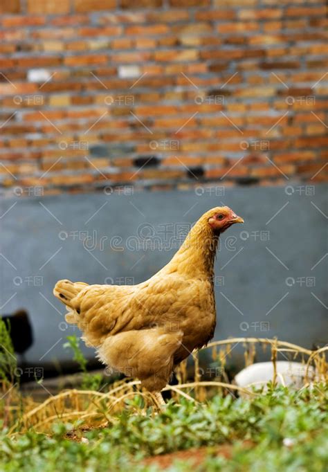 比迪高清图片 母鸡 母鸡图片免费下载 5112664986 千图网pro