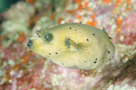 Tetraodontidae