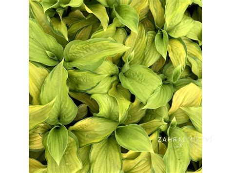 Hosta Hyb Guacamole Bohyška Guacamole Školky Montano
