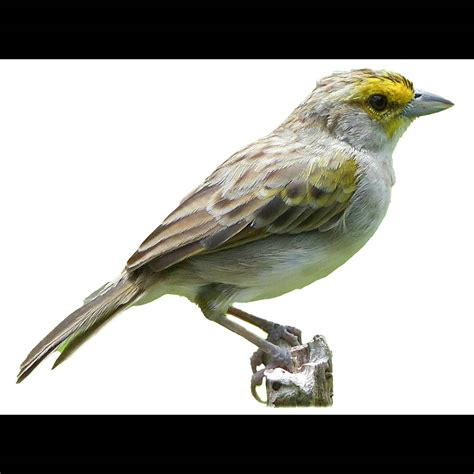 Yellow Browed Sparrow Ammodramus Aurifrons Identification Birda