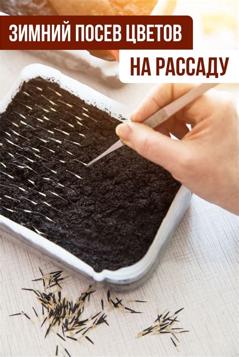 Зимний посев цветов на рассаду мастер класс Контейнерное озеленение овощи Интересные идеи