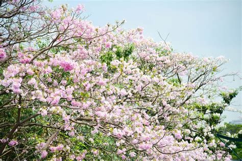 ดอกชมพูพันธุ์ทิพย์ ถนนสวยไร้เสาสาย ภาพถ่ายที่คุณต้องมาเก็บ