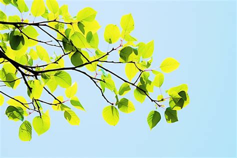 A Tree Branch With Multiple Leaves Against Blue Sky Background High