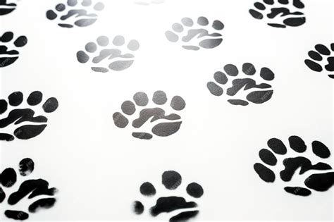 Premium Vector Set Of Paw Print Vector Illustration