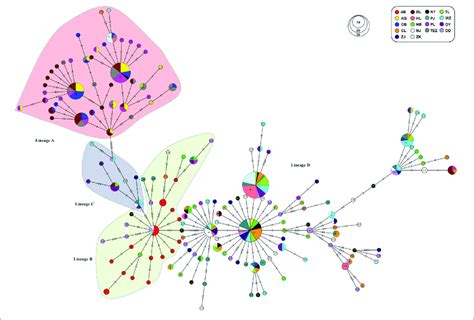 Mst Showed Genetic Relationship Among Mtdna D Loop Haplotypes For Mst Showed Genetic Relationship Among Mtdna D Loop Haplotypes For