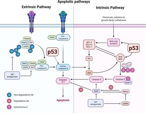 The Antioxidant Function Of The P53 Tumor Suppressor At Lynda Higgins Blog