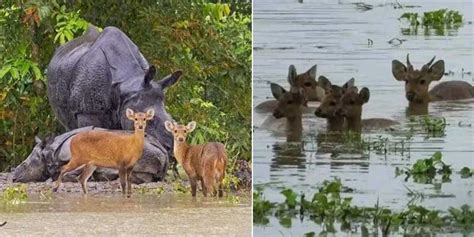 Assam Floods 8 Animals Killed In Kaziranga 44 Rescued