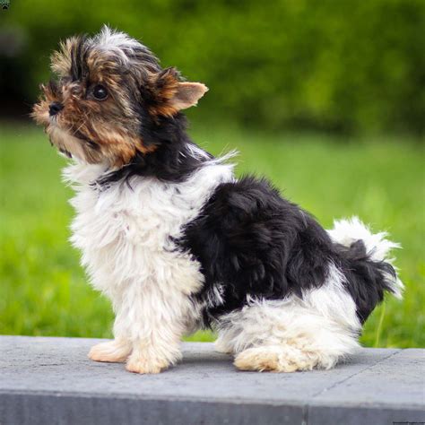 Biewer Terrier Puppies For Sale Greenfield Puppies