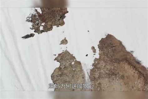小熊艰难爬雪山，竟被母熊一掌推下山崖，全程揪心！母熊雪山山崖