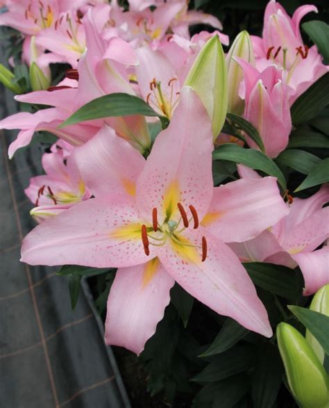 Smart Romance Onings Holland Flowerbulbs