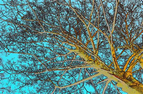 Tree Color Sketch Free Stock Photo Public Domain Pictures