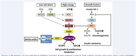 Figure 1 From Metformin An Inhibitor Of Mtorc 1 Signaling Semantic