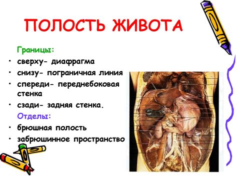 Топографическая анатомия и операции на желудке презентация онлайн