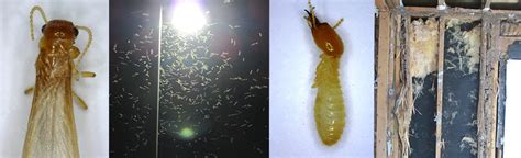 Formosan Termite Swarmers