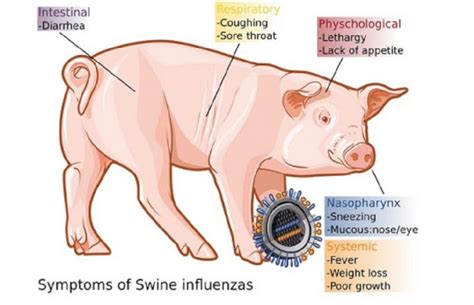 10 Fakta Kenapa Babi Haram Menurut Islam Maukongsi Apa Hari Ni
