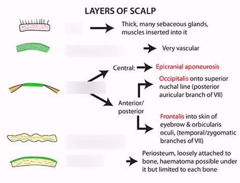 Diagram Of Layers Of Scalp Quizlet