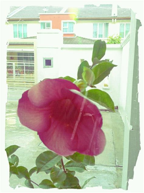 Under Cherry Tree Bunga Loceng