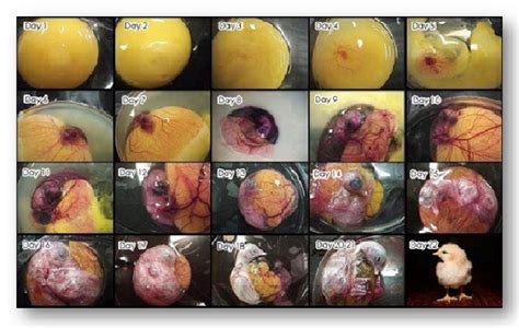 Big Data Enabled Non Invasive Rapid Sex Detection Of Incubated Chicken