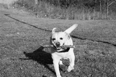 Premium Photo Portrait Of Labrador Retriever Carrying Stick While Running On Field