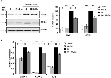 H H 2 O M Prevents Uv Induced Mmp 1 Cox 2 And Il 6 Mrna Expression In Download Scientific