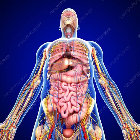 Male Anatomy Artwork Stock Image F0060556 Science Photo Library