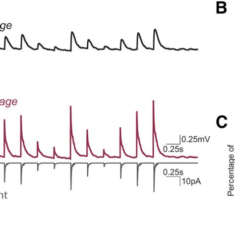 Dendritic Filtering As A Function Of Input Amplitude A Schematic Of Download Scientific