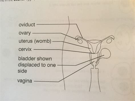 Reproduction And Inheritance Flashcards Quizlet