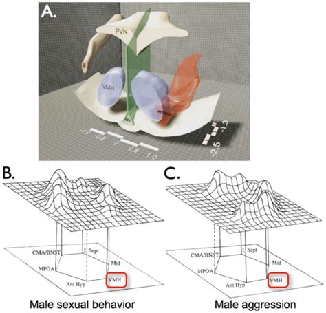 Optogenetics Sex And Violence In The Brain Implications For