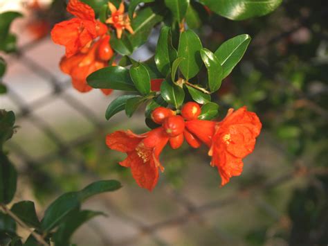 E 1 석류꽃 폈어요 올림푸스 Talk