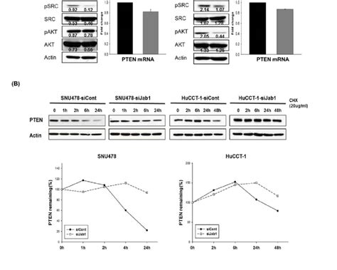 Effects Of Jab1 On Pten Protein Half Life A The Effects Of Jab1