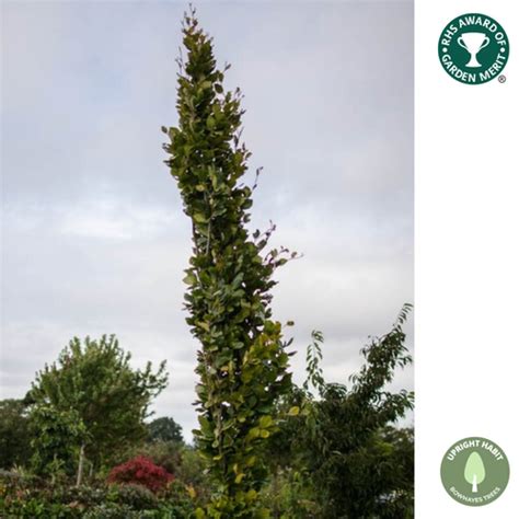 Fagus Sylvatica Dawyck Gold Golden Fastigiate Beech Tree Bowhayes