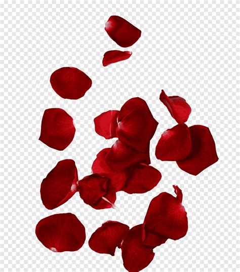 بتلات الورود الحمراء ، وردة بتلات ورد ، بتلات اللون وردة النظام Png