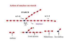 Digestion And Absorption Of Carbohydratespdf