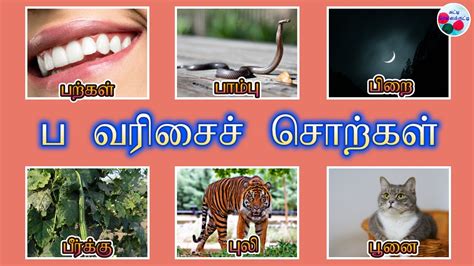 ப வரிசை சொற்கள் Pa Varisai Sorkal Learn Tamil Alphabets Youtube
