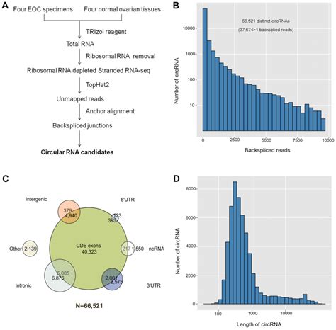 Circular RNA Profiling Reveals CircEXOC B And CircN BP L As Novel Prognostic Biomarkers In