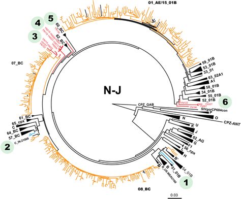 Phylogenetic Neighbor Joining Tree Of Hiv Pol Sequences From Infected Download Scientific