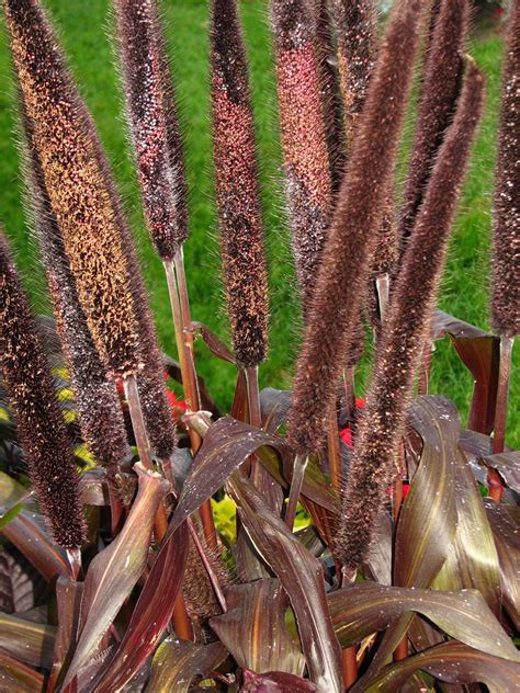 Poaceae True Grasses Poaceae True Grasses Flickr
