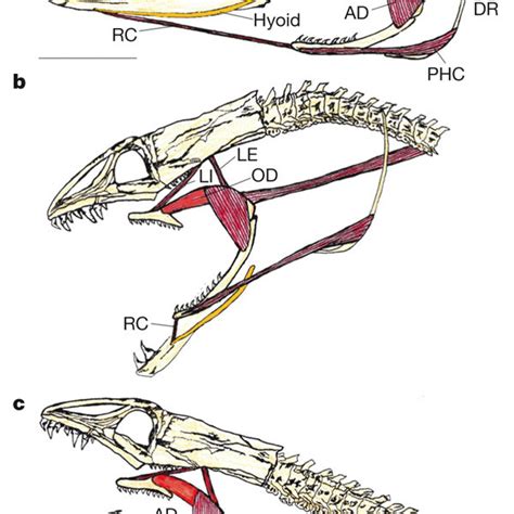 The Oral Gape Cycle In Relation To The Pharyngeal Jaw Cycle In M