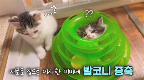 새집으로 이사한 미미네 발코니 마당 확장했어요 Youtube