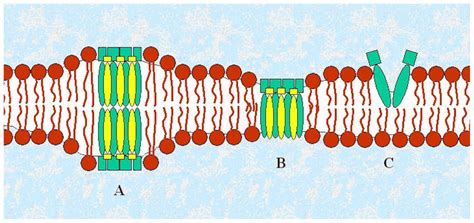 Schematic Illustration Of The Various Different Structures Proposed For Download Scientific