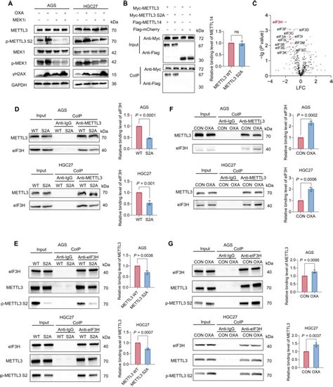 Be Screen Reveals Mettl3 S2 Dephosphorylation Sensitizes Gastric Cancer