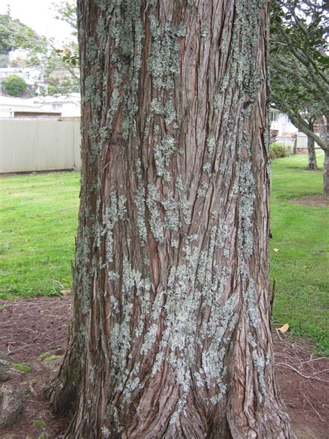NZ TREES The Trees Flowers Of Whangarei