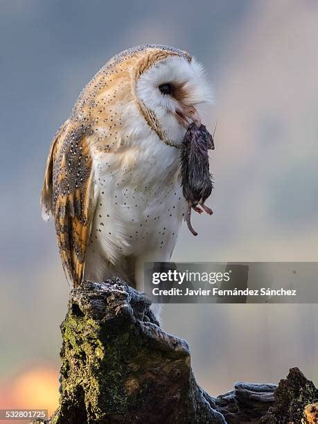 Mouse Bill Photos And Premium High Res Pictures Getty Images