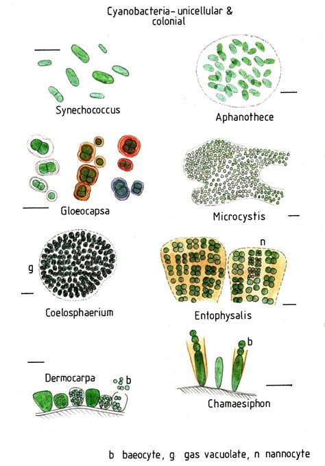 Cyanobacteria Microbiology Scientificillustration Contribute Encyclopedia Mdpi