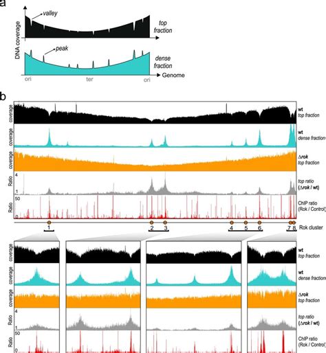 Sedimentation Based Dna Coverage Maps And Identification Of Rok