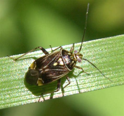 Plant Bug Id Request Lygus Bugguide Net