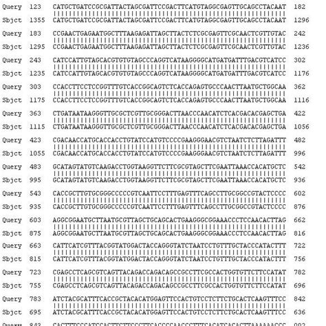 Comparison Of The Nucleotide Sequences Of 16s Rrna Gene Of 16s Rrna Download Scientific Diagram